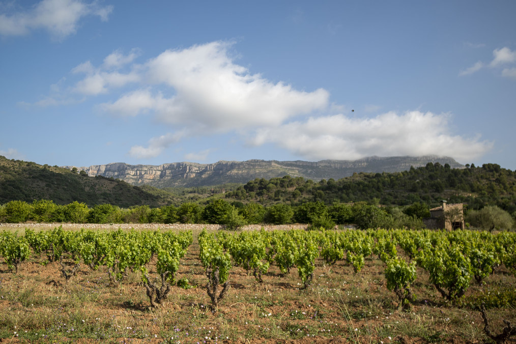 Priorat - Cornudella Montsant - Sileo