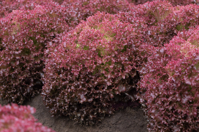 Dutch Industry — Bejo Zaden