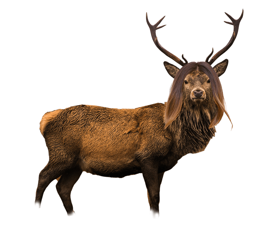 MAINLYPHOTOGRAPHY STUDIO