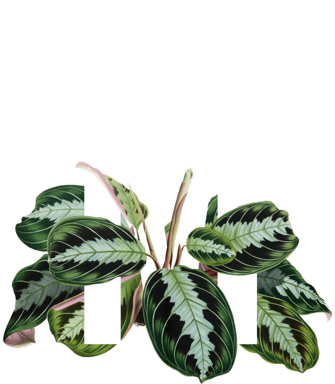 PLANT CARE plant-care