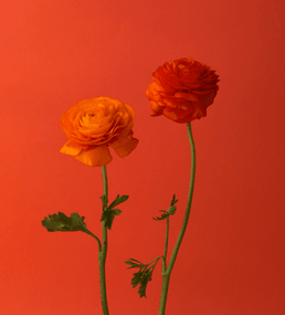 Colors Combinations — Tall Poppy Combinations