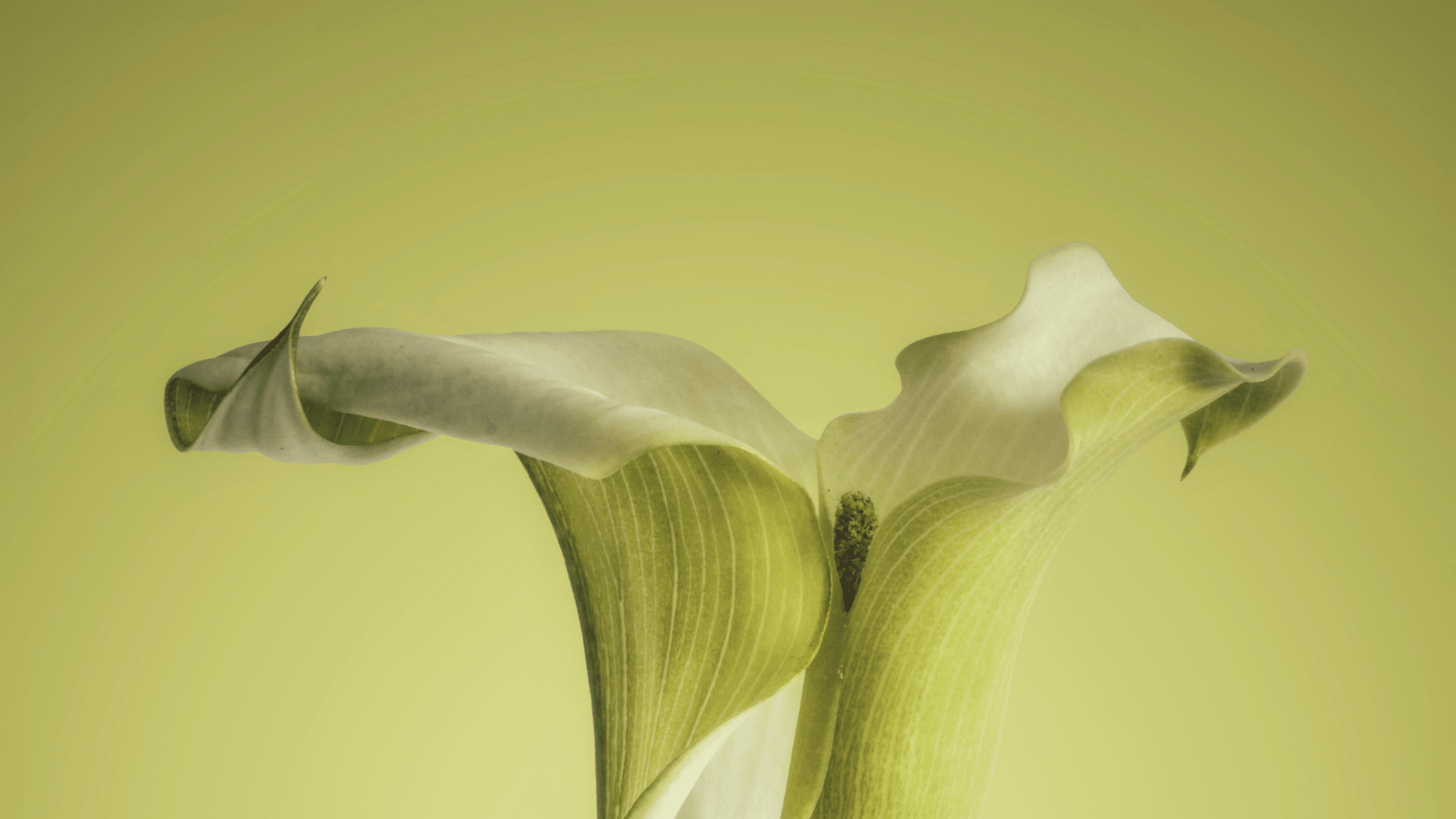 Colors Combinations — Limed Oak