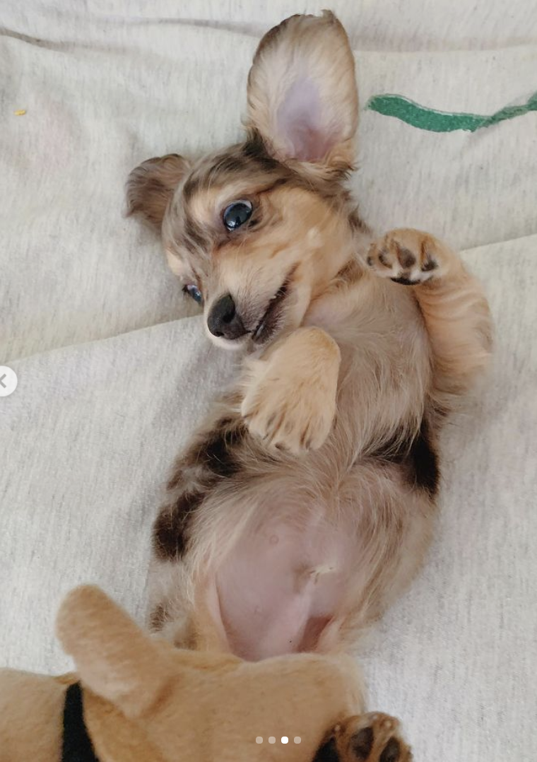 Miniature Dachshund Breeder in Oregon | Longdox Mini Dachshunds — puppies