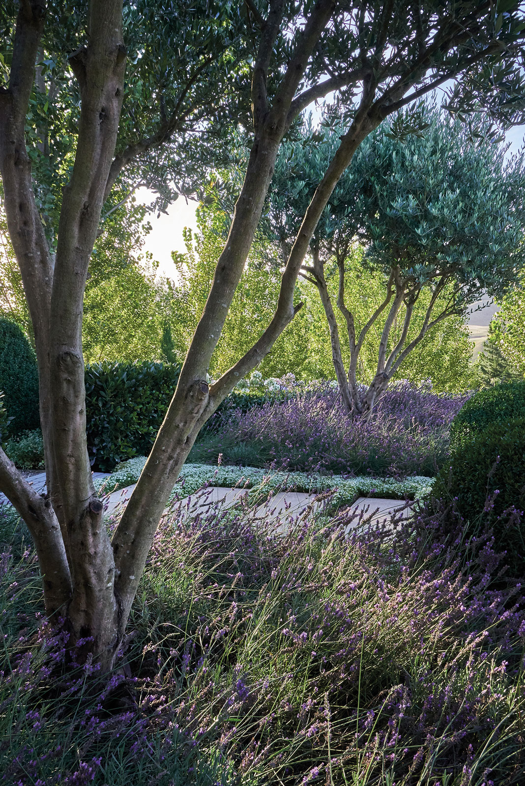 Suzanne Turley Landscapes — Tahuna