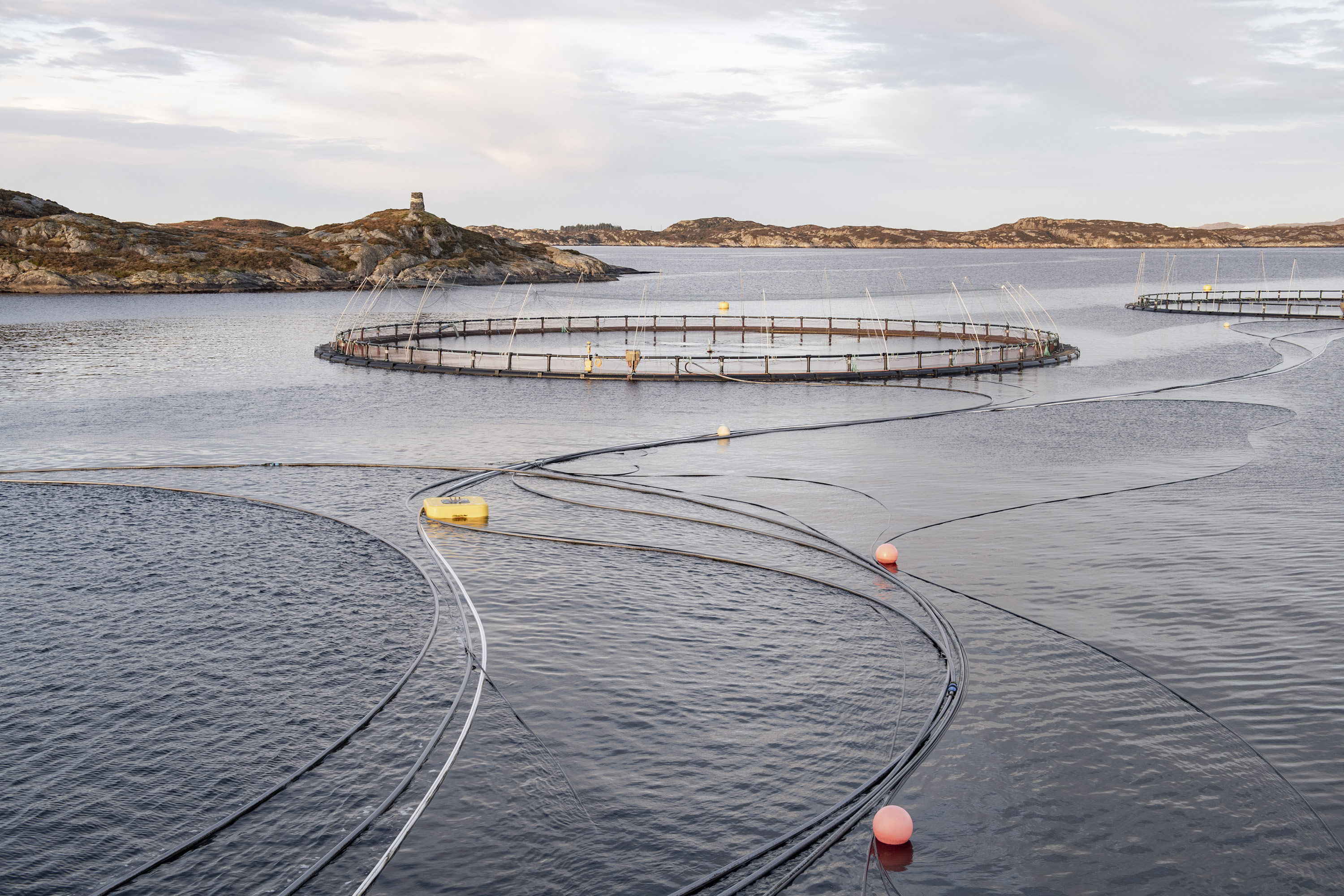 Firda Fjord Trout - Quality