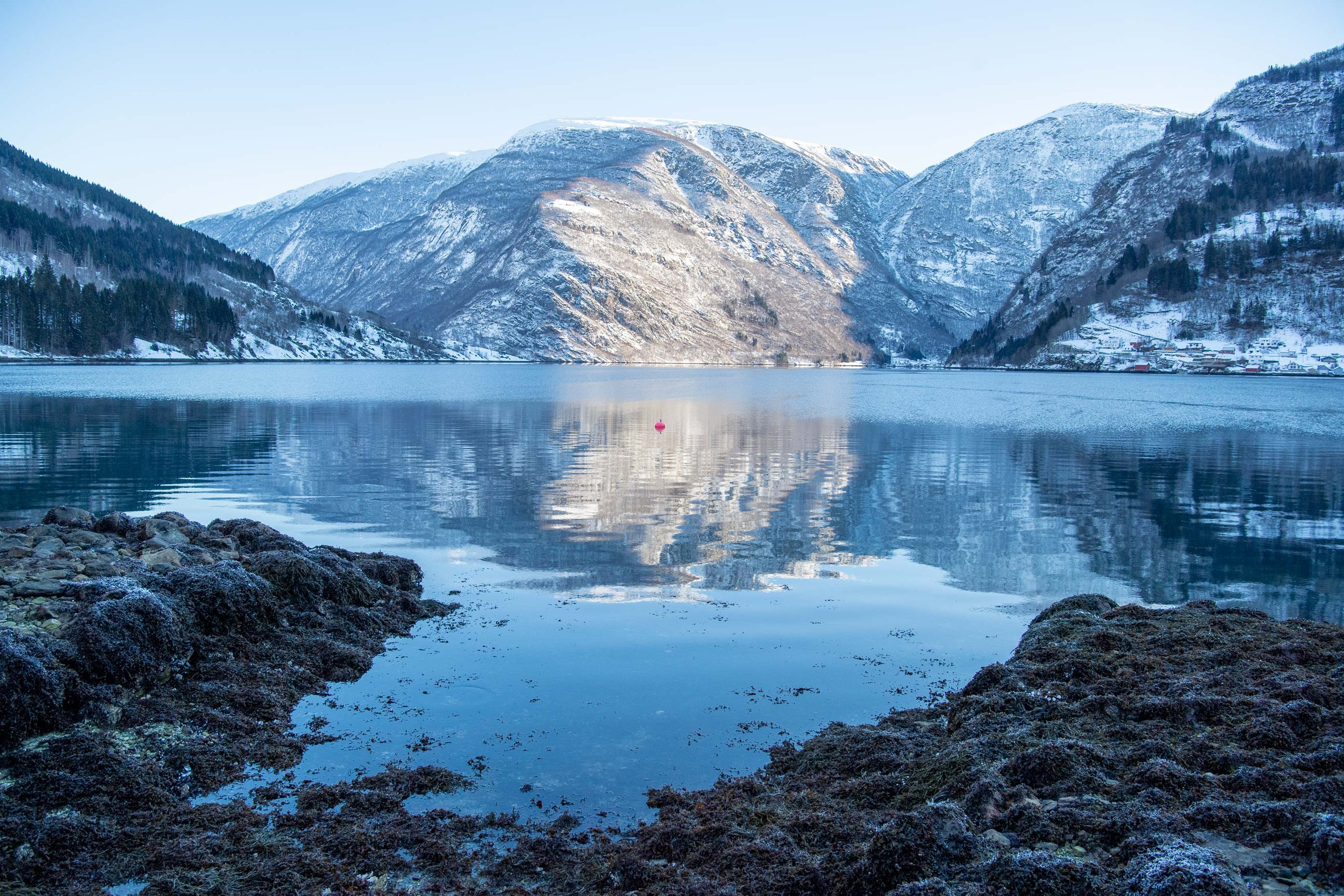 Firda Fjord Trout - Origins