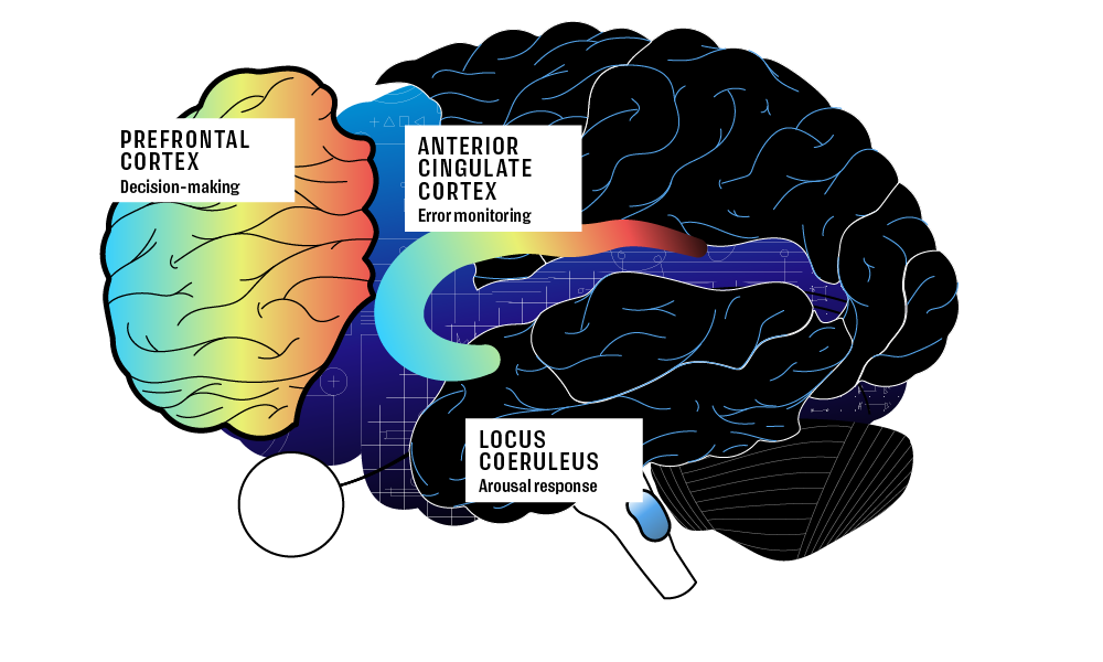 Updating the Brain — Parts of the Brain