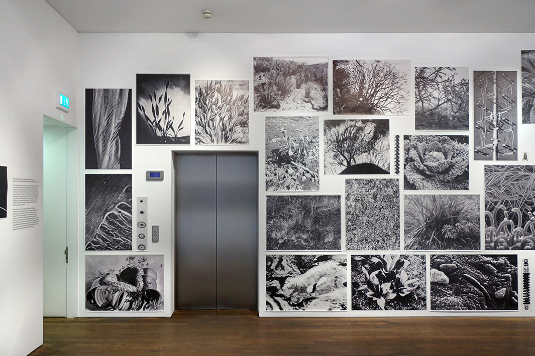 THE GARDEN OF DELIGHT — BATIA SUTER