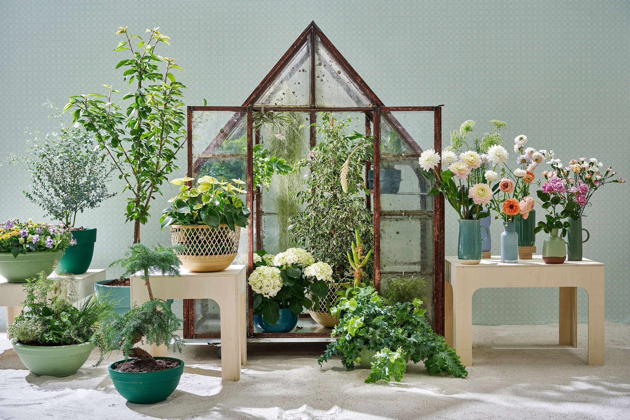 Collecting memories - Thejoyofplants — collection