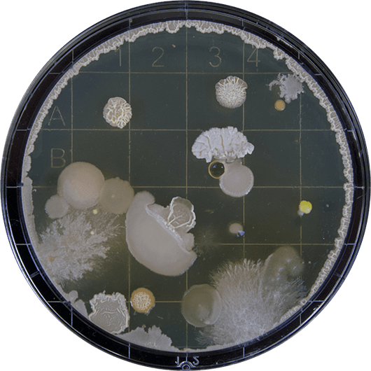 Parallel Health: Scalable, effective precision phage therapy to improve ...