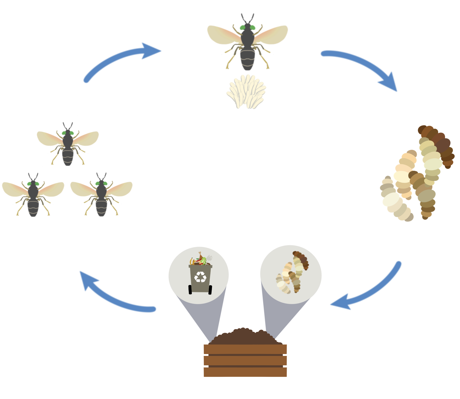 Bioloop - Black Soldier Fly | Insect Protein | Animal Feed | Organic Waste — Our Solution