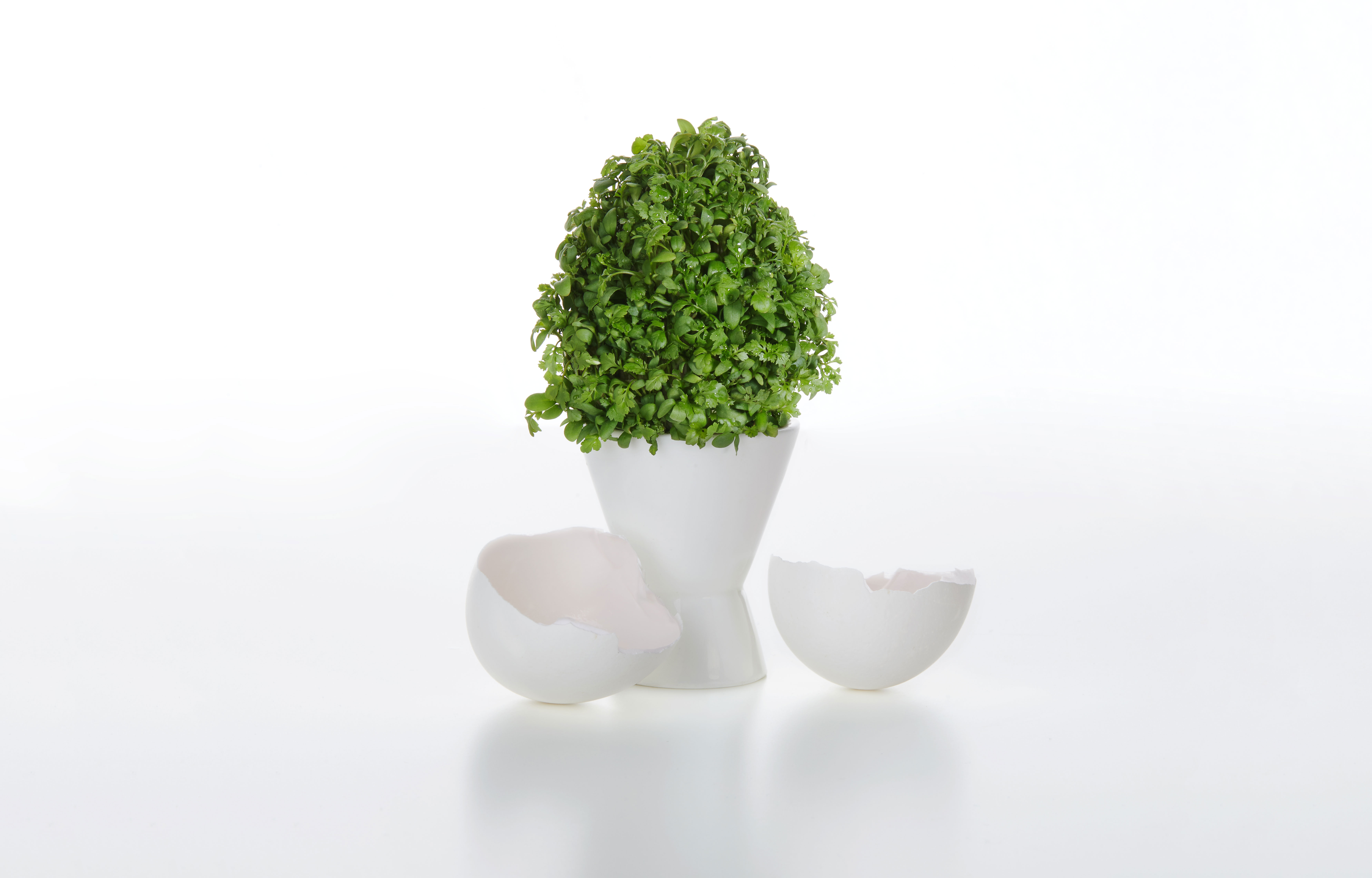 VEGGE. Plant-based egg. 100 % vegan egg replacement for making vegan ...