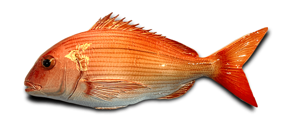 Beet Vishandel — onze collectie