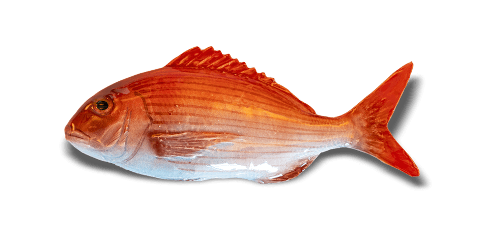 Beet Vishandel — onze collectie