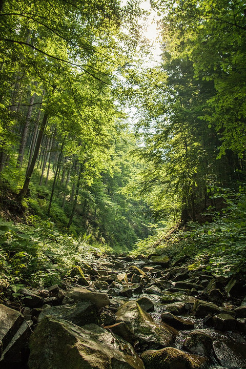 Forestopia Online Forest Experience — Nature