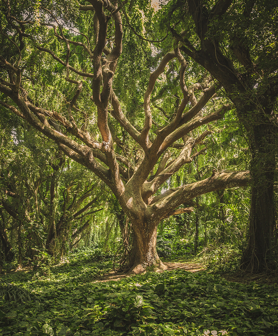 Forestopia Online Forest Experience