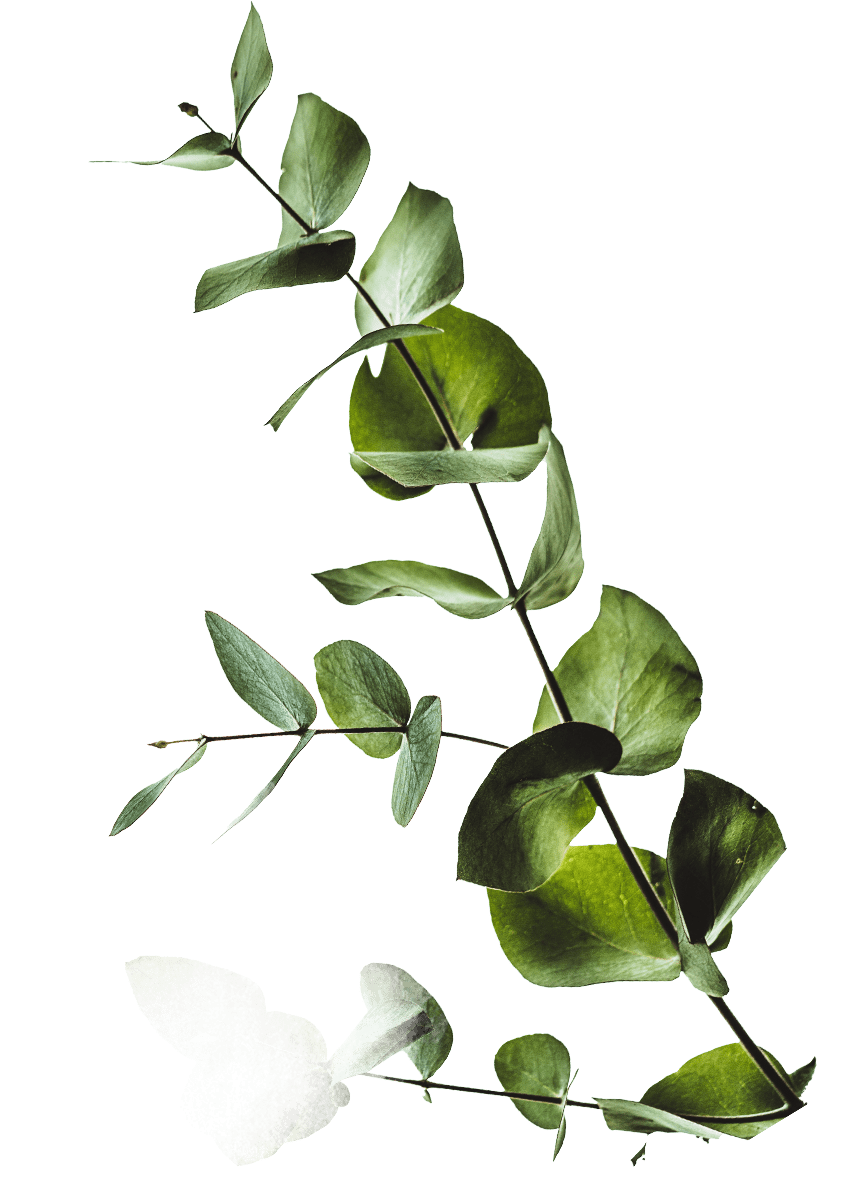 Forestopia Online Forest Experience