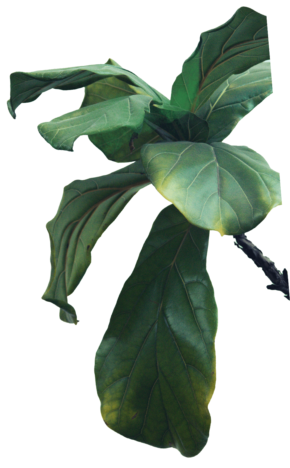 Forestopia Online Forest Experience