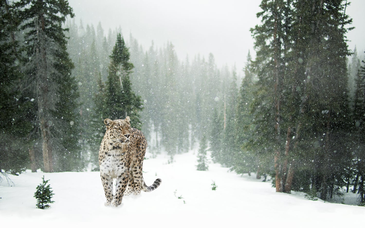 Forestopia Online Forest Experience — Creatures