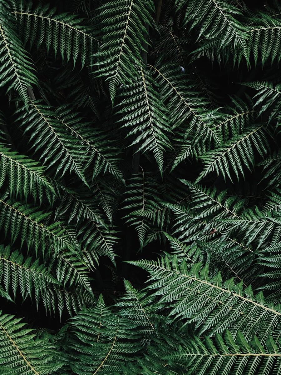 Forestopia Online Forest Experience — Flora