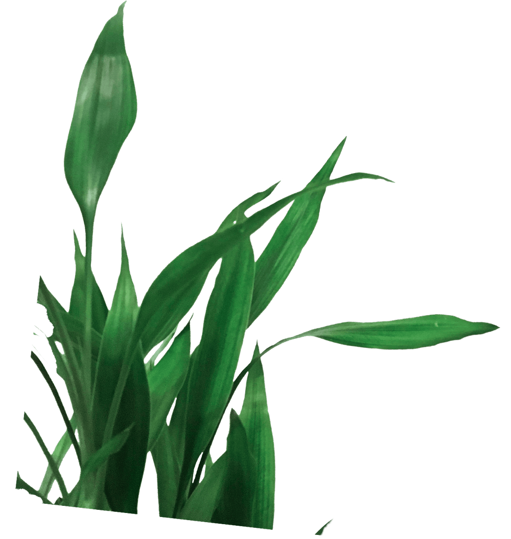Forestopia Online Forest Experience