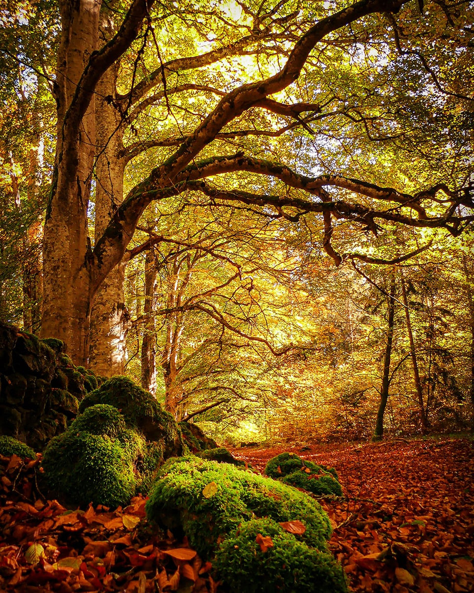 Forestopia Online Forest Experience — Nature