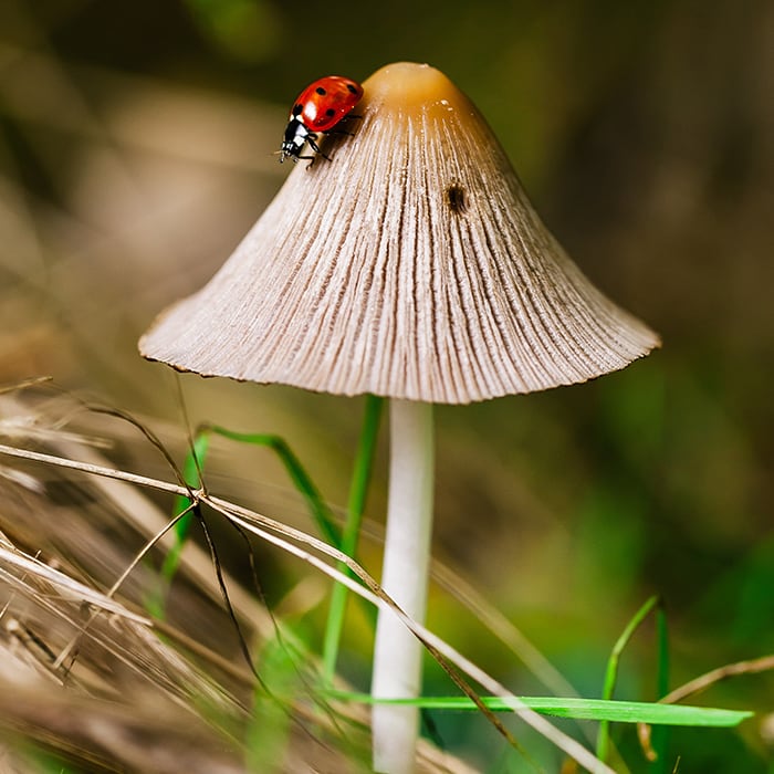 Forestopia Online Forest Experience — Nature