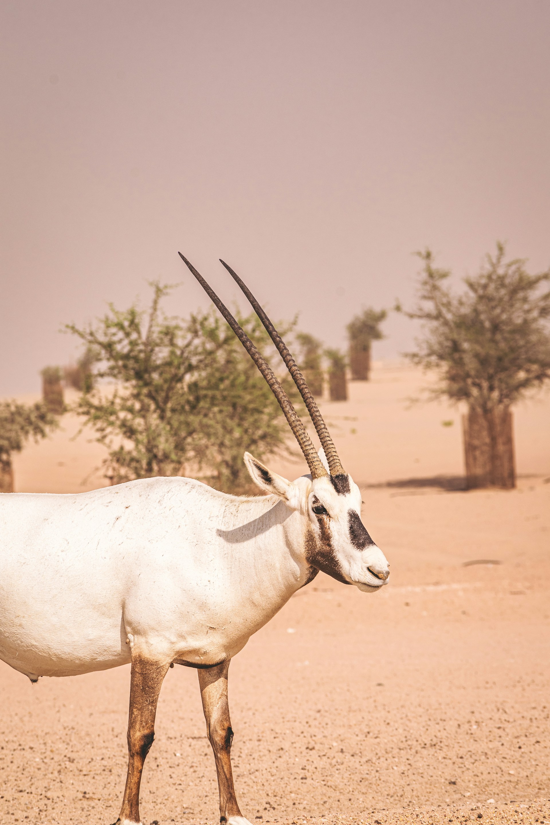 OIKOS Genomics — Case Study 2 - Oryx