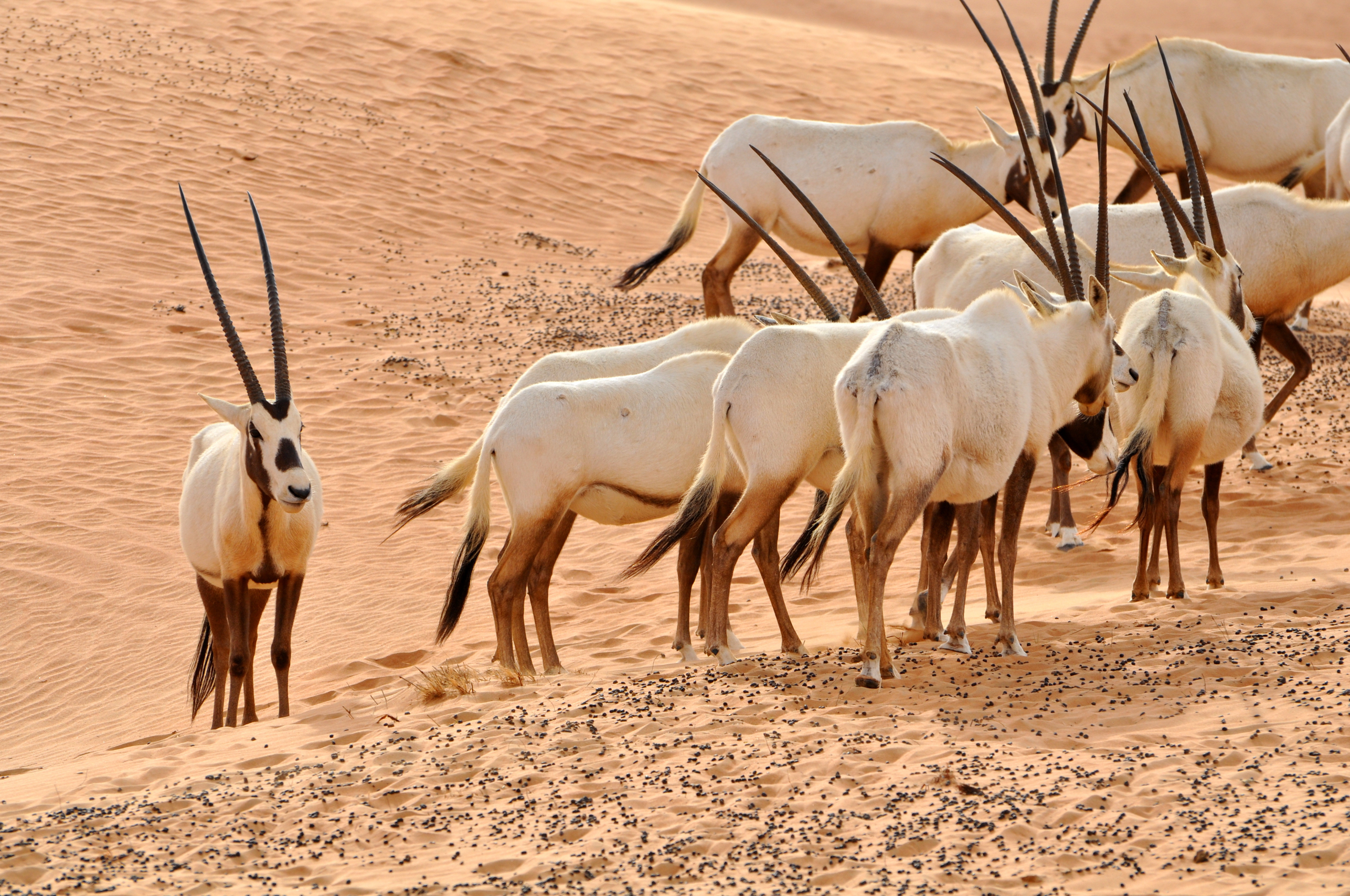OIKOS Genomics — Case Study 2 - Oryx