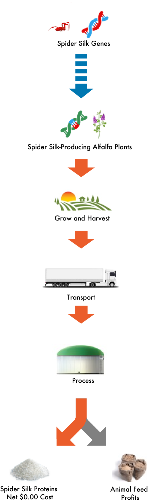 Spidey Tek Recombinant Spider Silk Proteins — Science